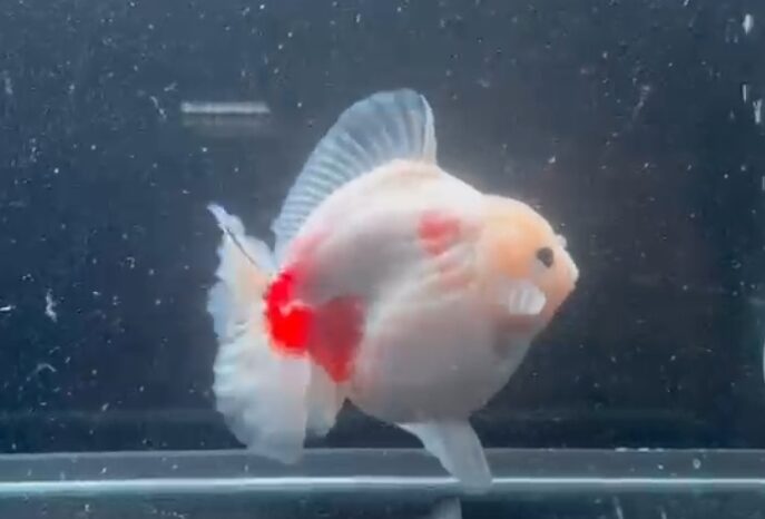 Red white ST oranda - Our Lovely Goldfish Singapore